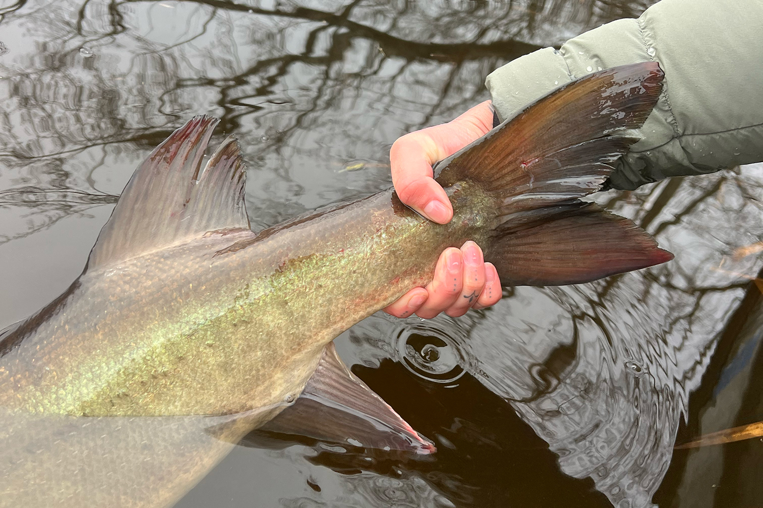Michigan’s 5 Best Rivers for Fly Fishing - Michigan Enjoyer