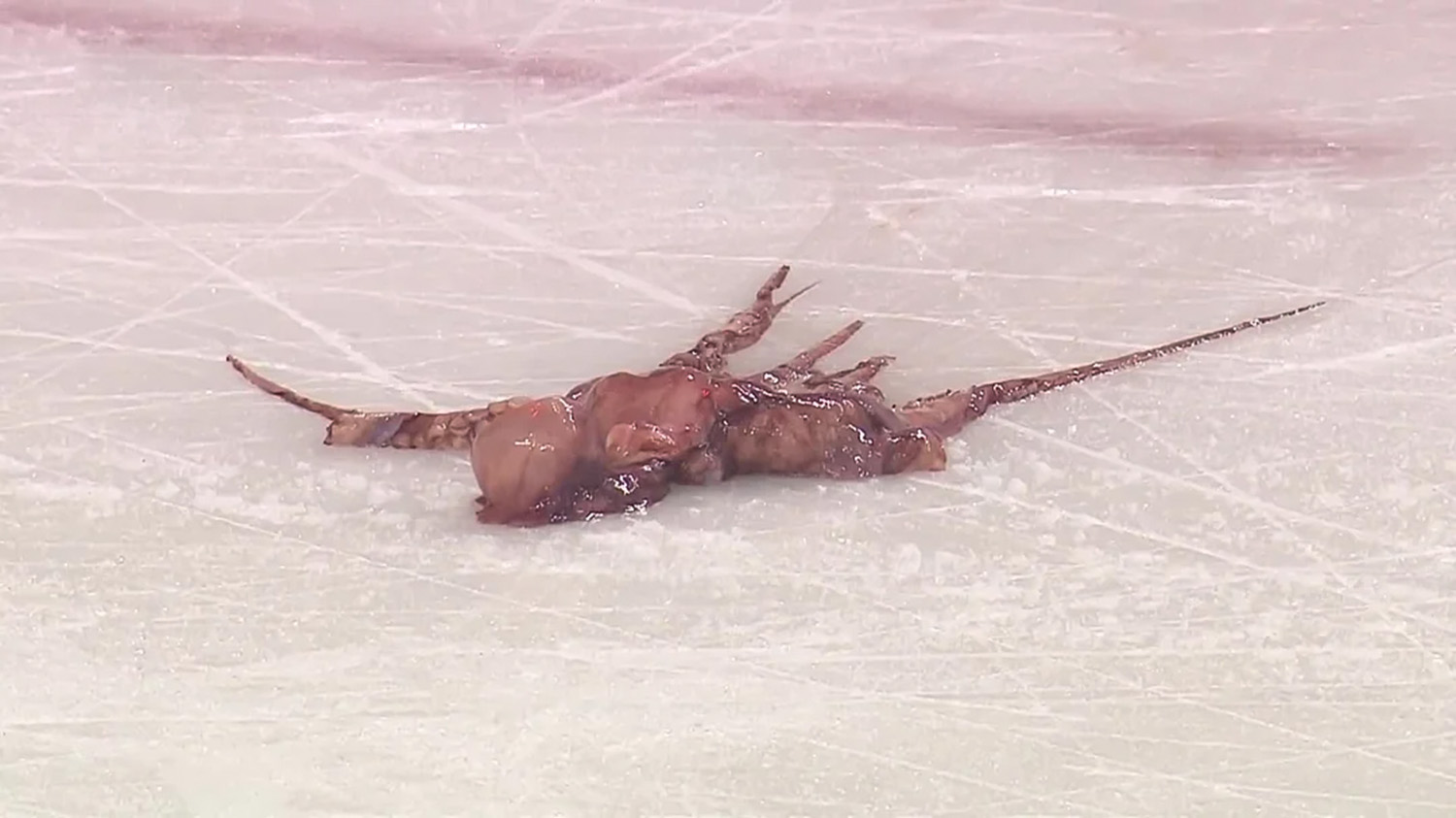 When the Red Wings Win, Octopi Fly - Michigan Enjoyer