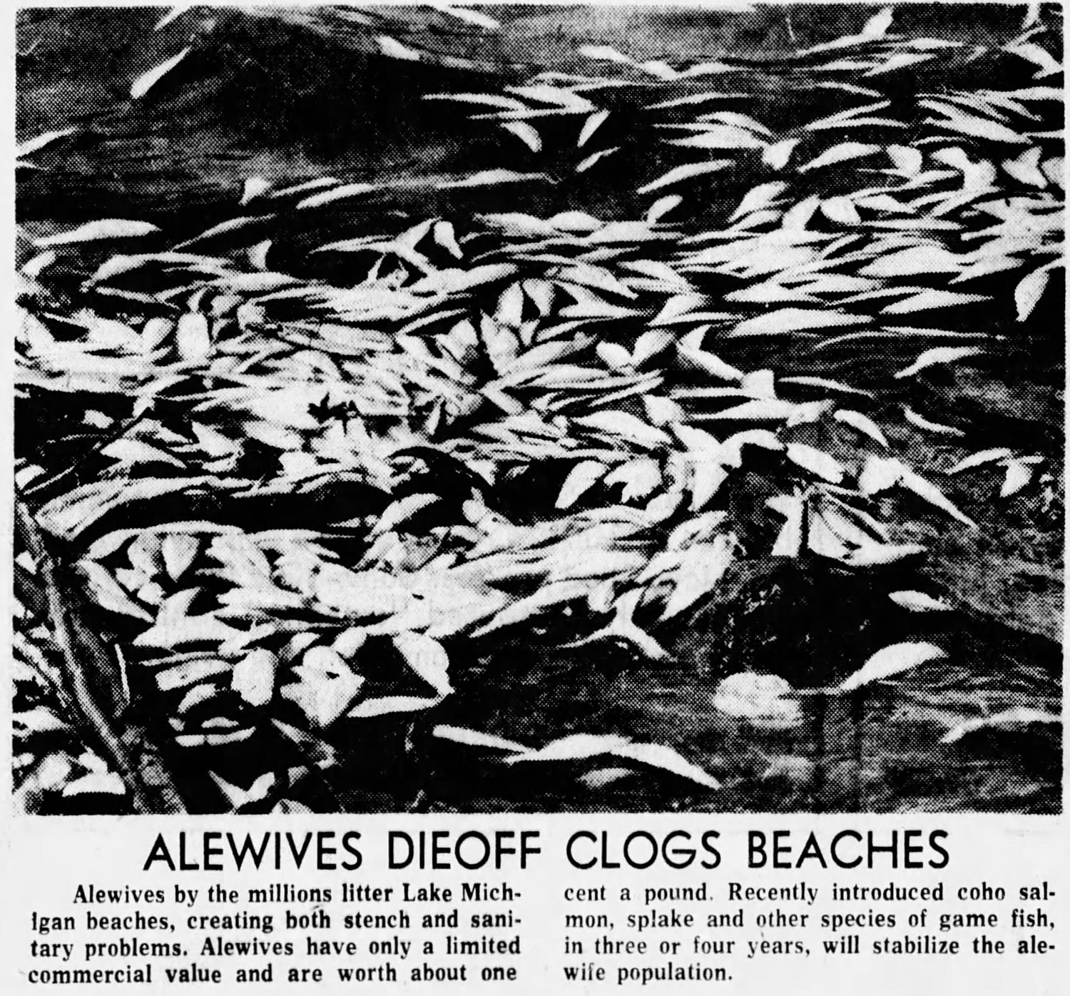 The Alewife: A Curse for the Great Lakes, a Blessing for Salmon ...