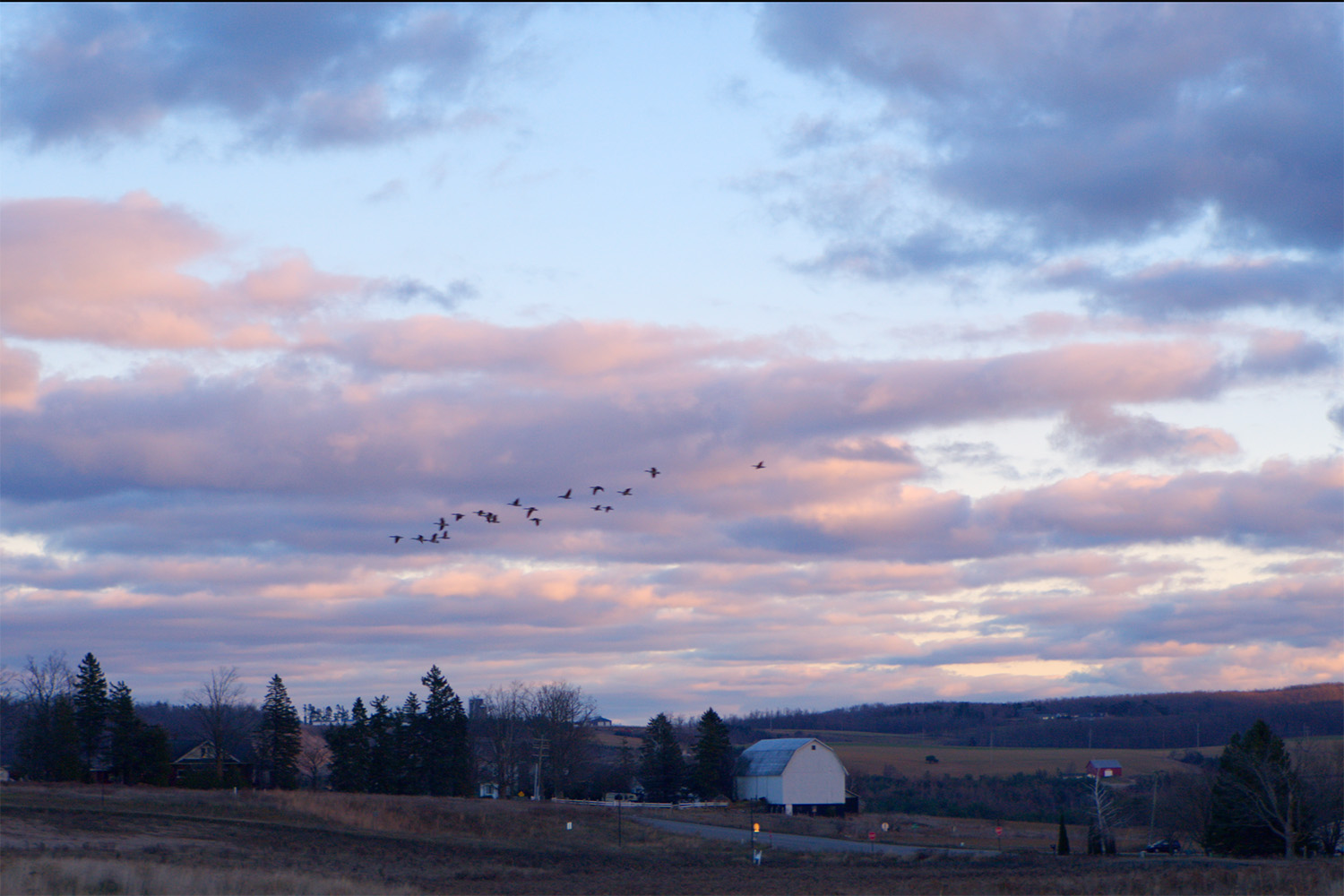 Some Folks Want the Geese Gone, But Not Me - Michigan Enjoyer